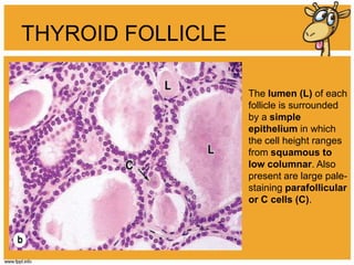 Thyroid Gland Slide Labeled Parafollicular Cells
