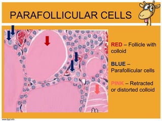 Follicular Colloid Of Thyroid