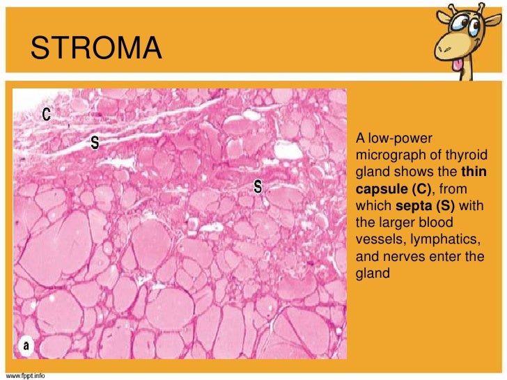 Thyroid gland (edited v.)