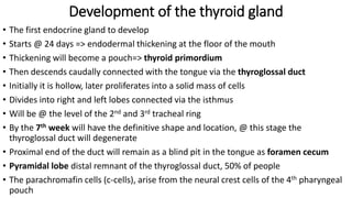 Thyroid gland embryology and physiology | PPTX