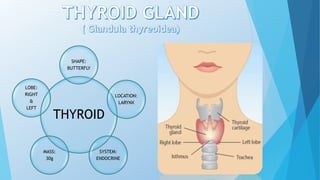 Thyroid gland ( glandula thyreoidea) | PPT