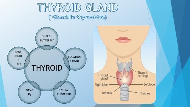 Thyroid gland ( glandula thyreoidea)