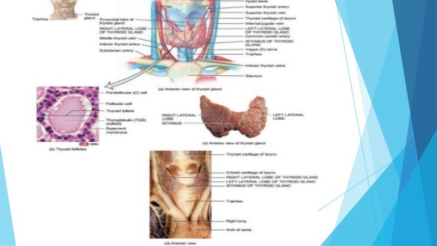 Thyroid gland ( glandula thyreoidea)