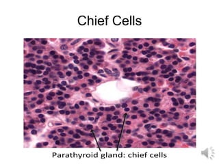 Thyroid gland(hassan fathy) | PPT