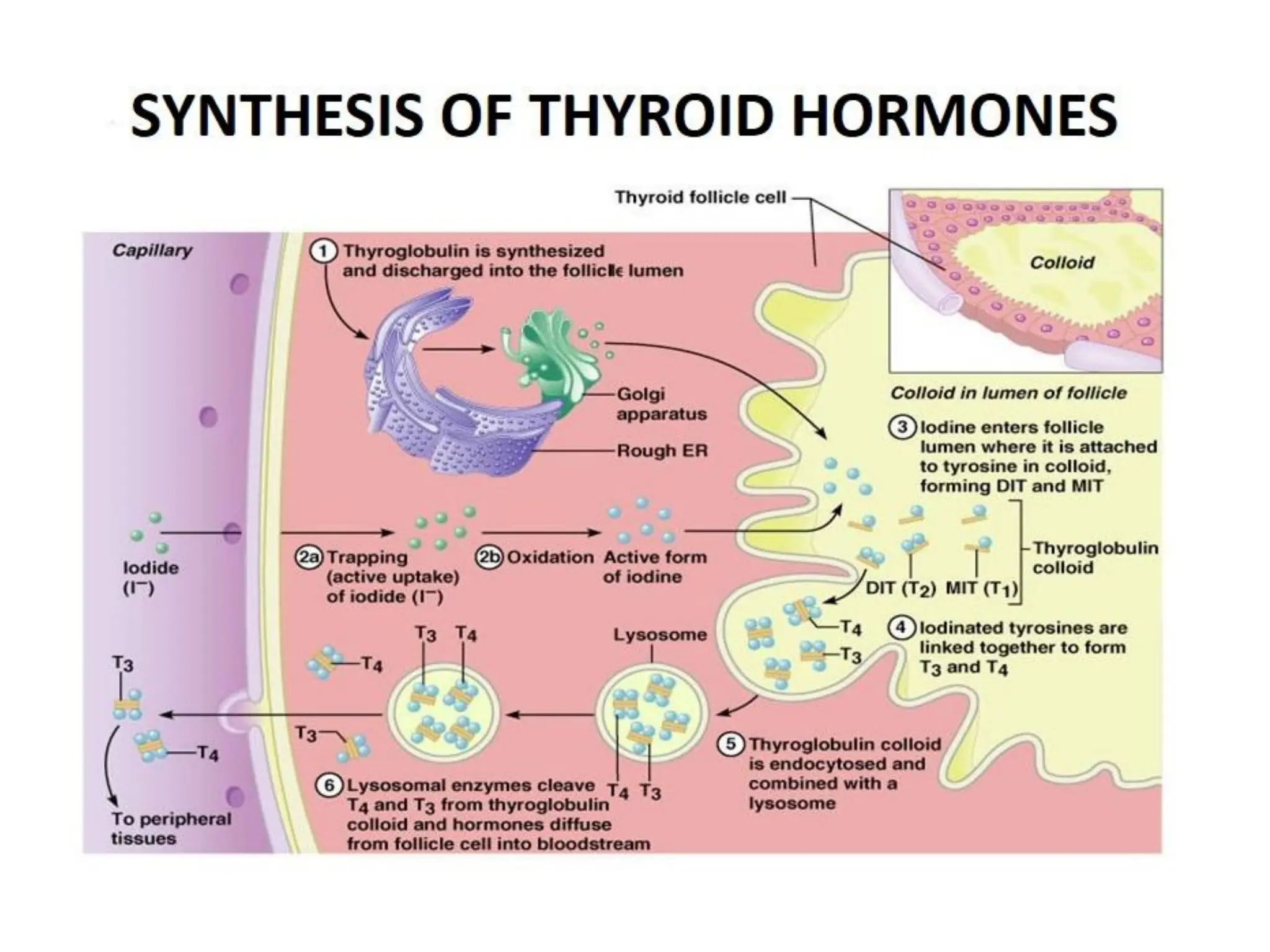 Thyroid gland hormones and cateholamines.pdf