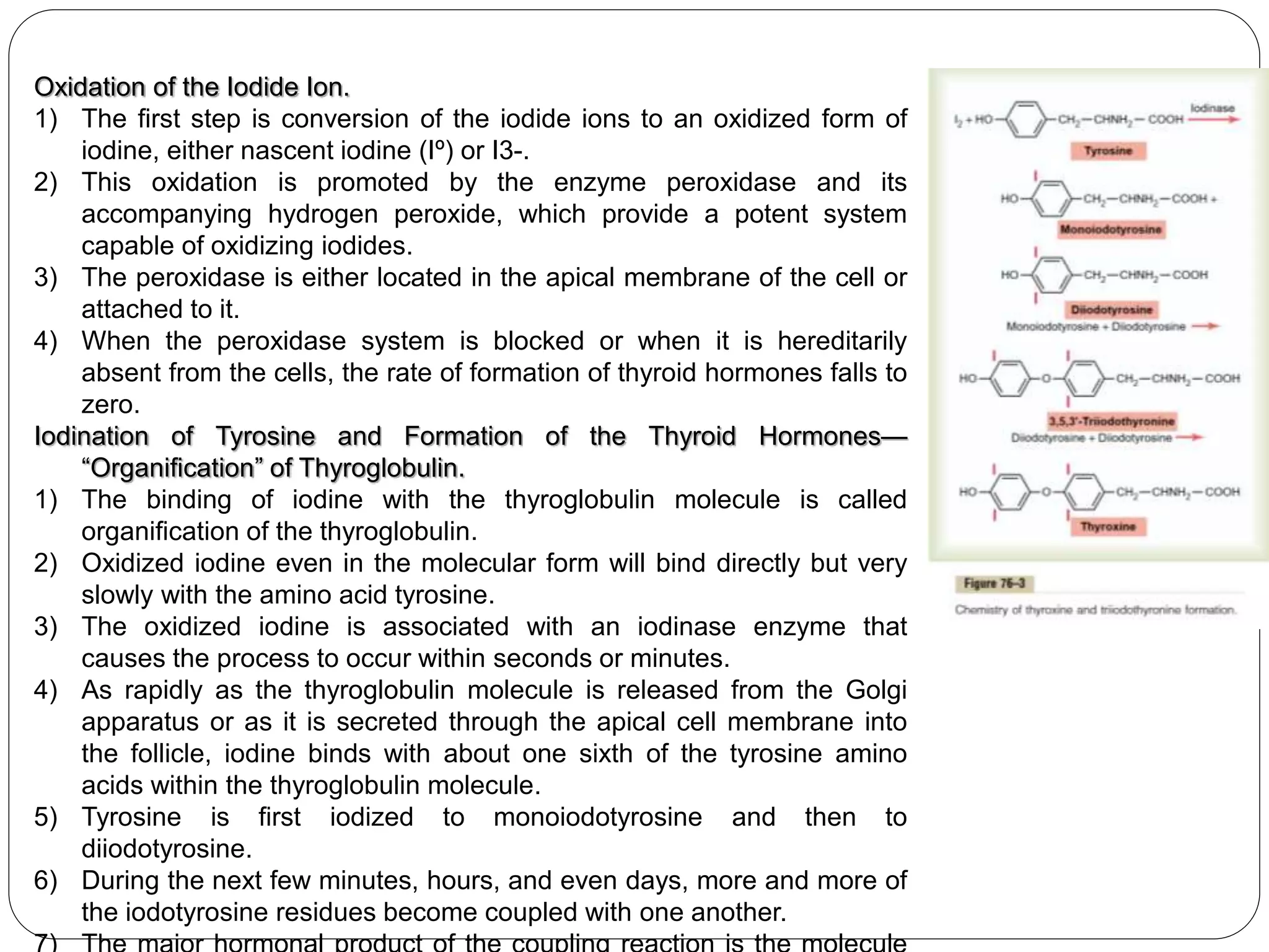 Thyroid gland | PPTX