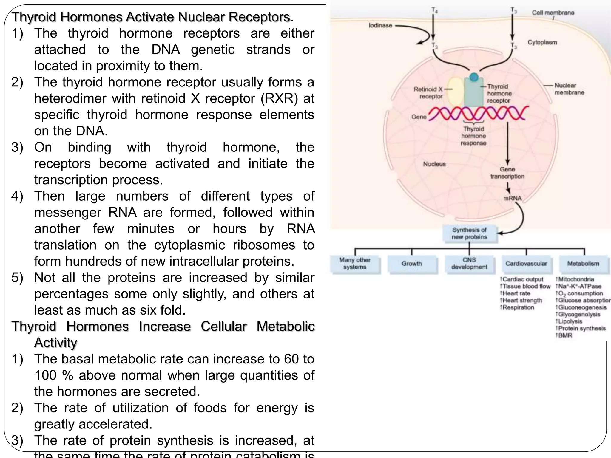 Thyroid gland | PPTX