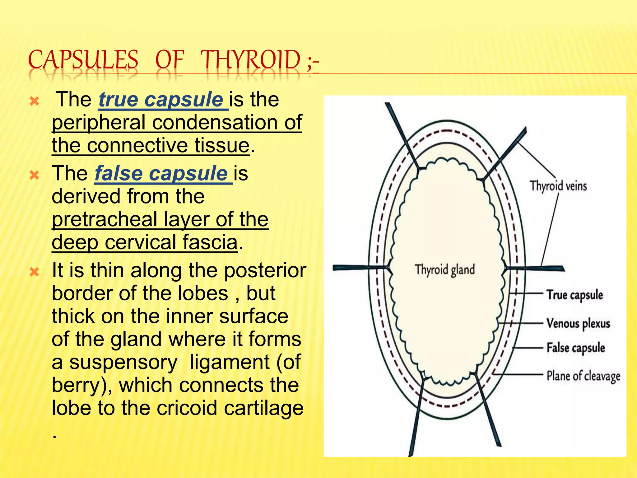 Anatomy of Thyroid gland | PPTX