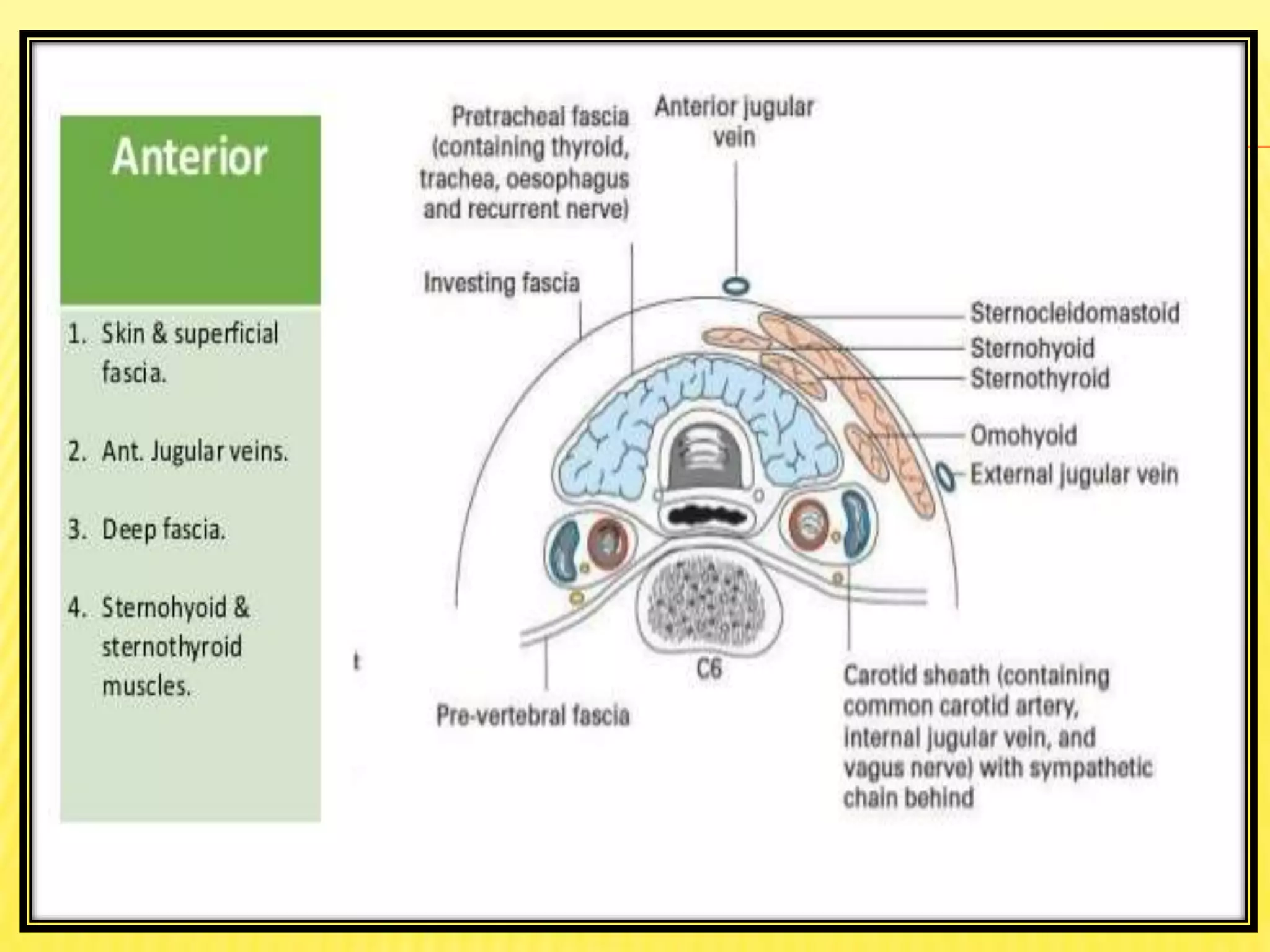 Anatomy of Thyroid gland | PPTX