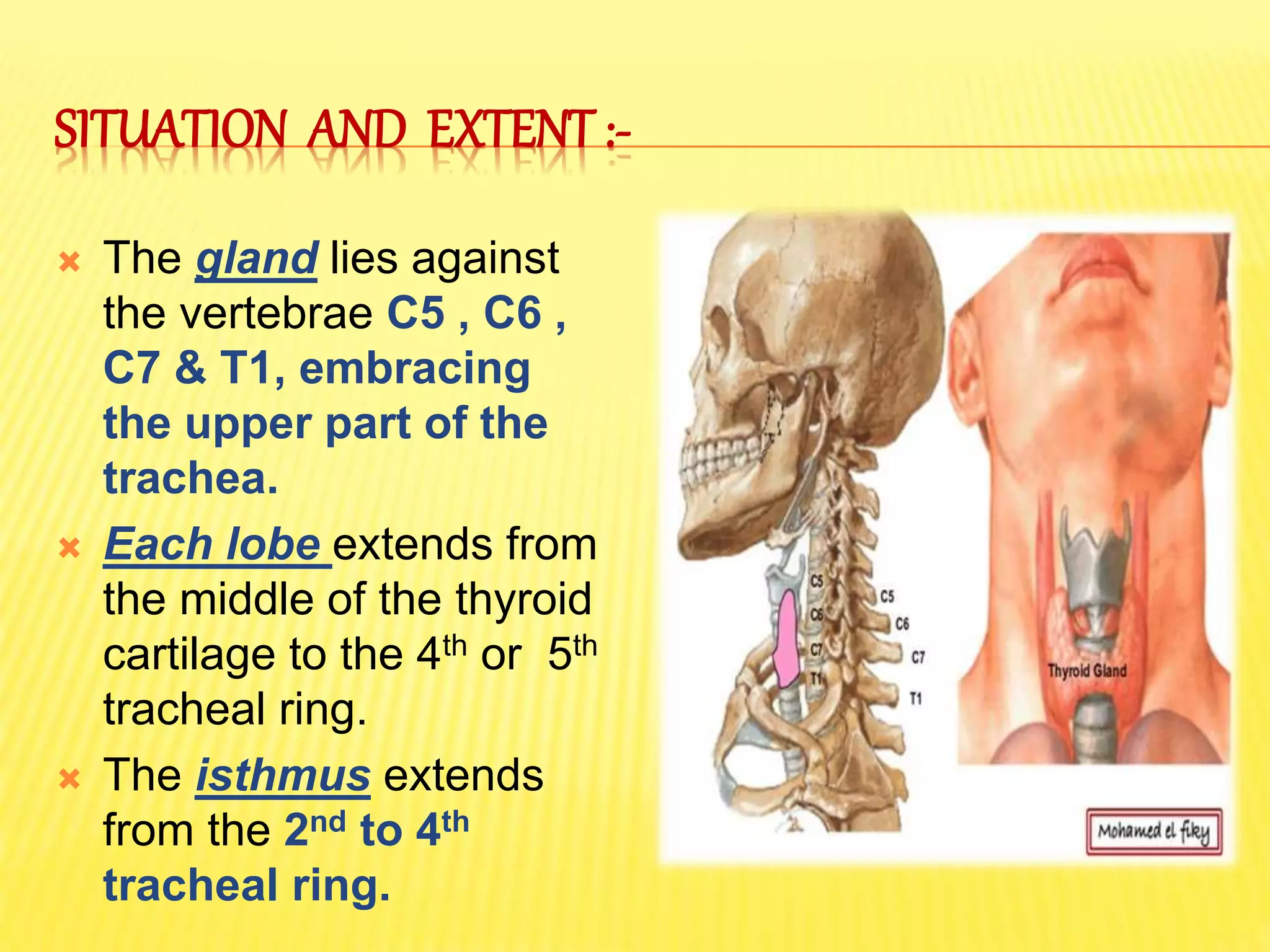 Anatomy of Thyroid gland | PPTX