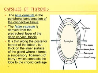 Anatomy of Thyroid gland | PPTX