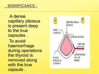 Anatomy of Thyroid gland | PPTX