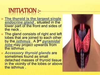 Anatomy of Thyroid gland | PPTX