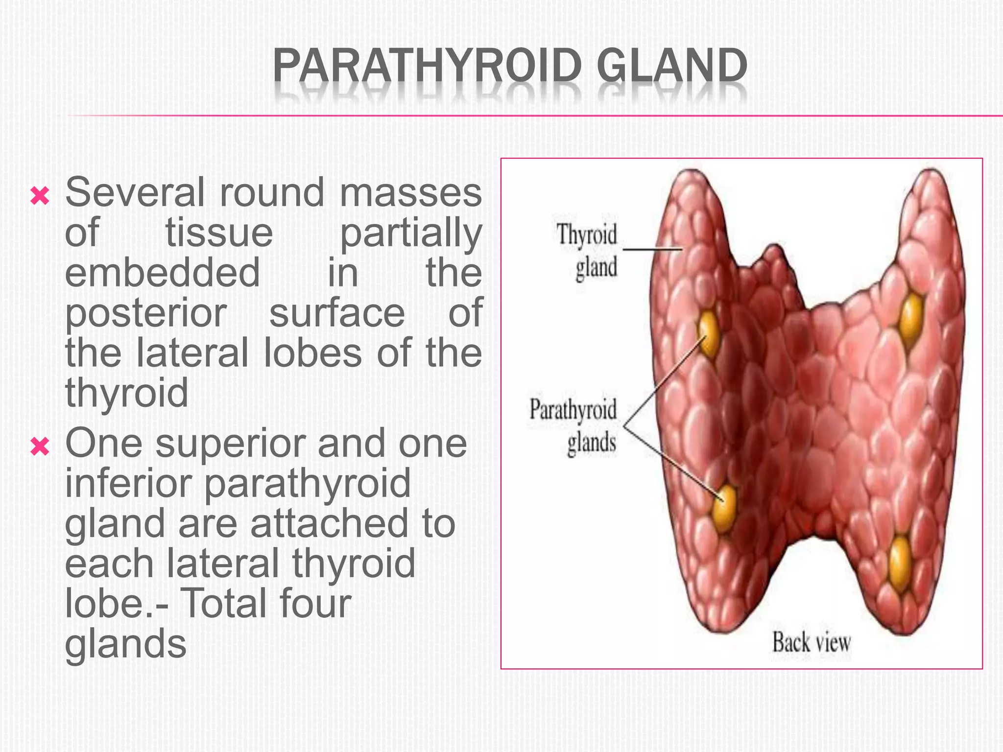 Thyroid gland¶thyroid gland - Secretion, Function and Regulation | PPTX