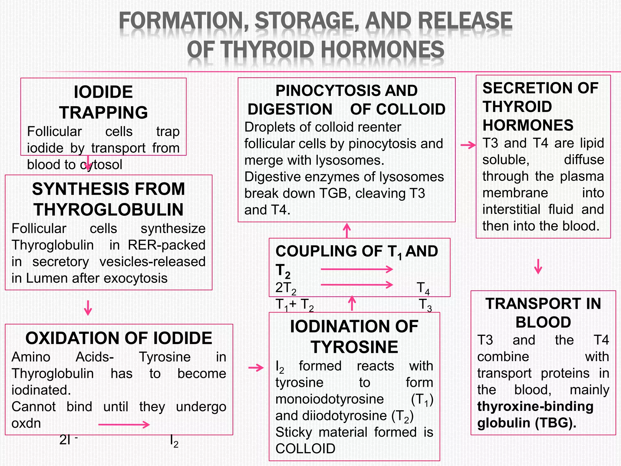 Thyroid gland¶thyroid gland - Secretion, Function and Regulation | PPTX