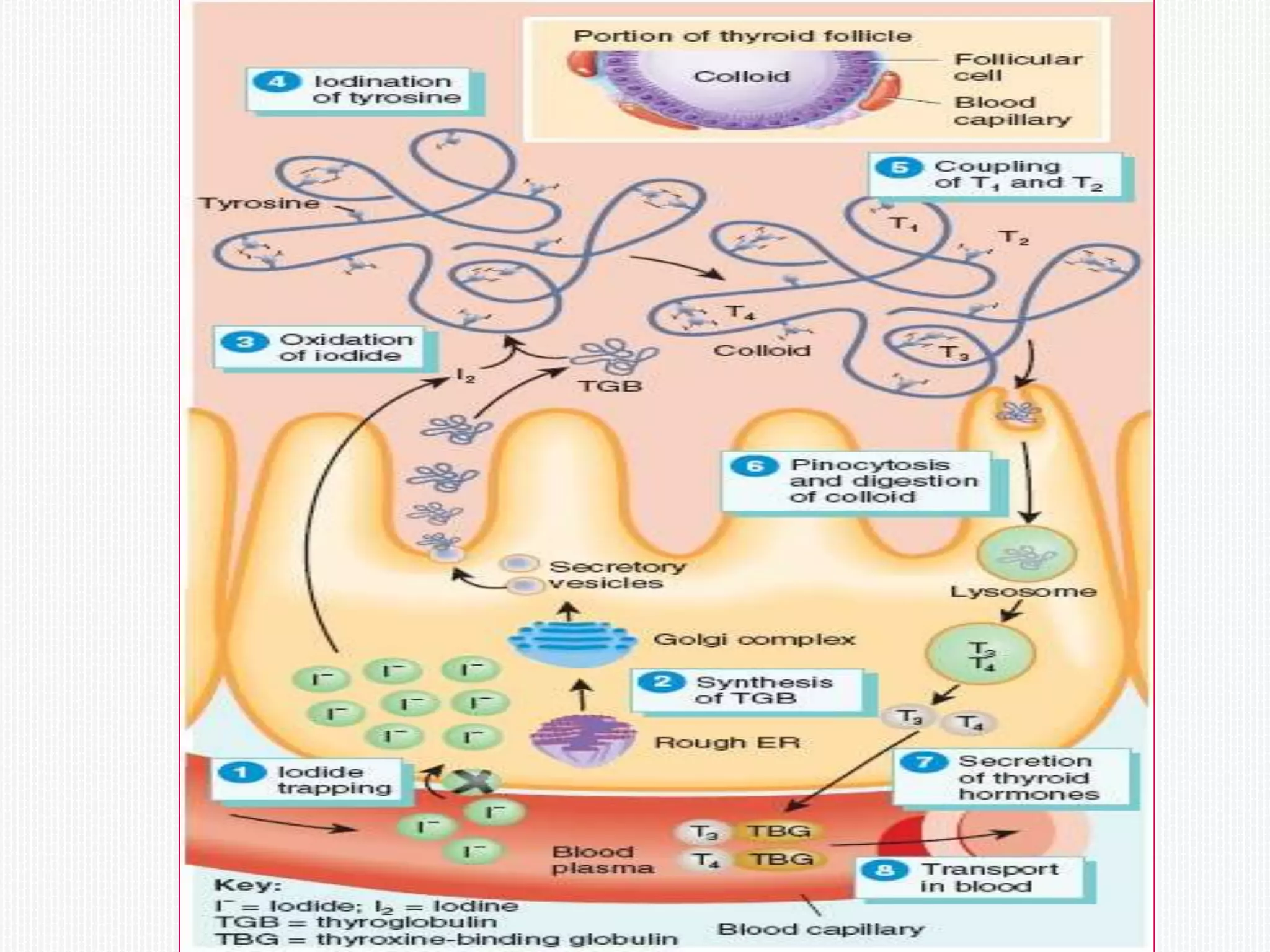 Thyroid gland¶thyroid gland - Secretion, Function and Regulation | PPTX
