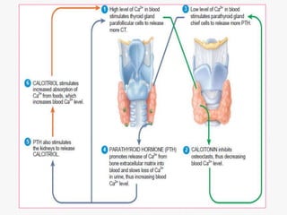 Thyroid gland¶thyroid gland - Secretion, Function and Regulation | PPT