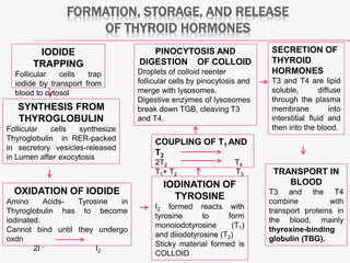 Thyroid gland¶thyroid gland - Secretion, Function and Regulation | PPT