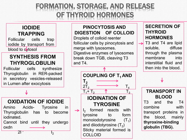 Thyroid gland¶thyroid gland - Secretion, Function and Regulation | PPT