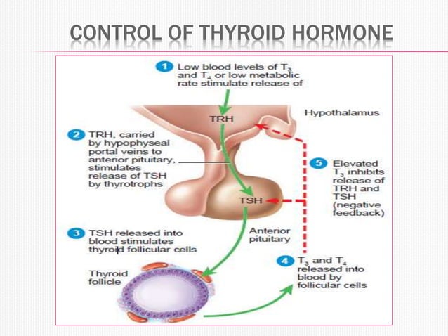 Thyroid gland¶thyroid gland - Secretion, Function and Regulation | PPT