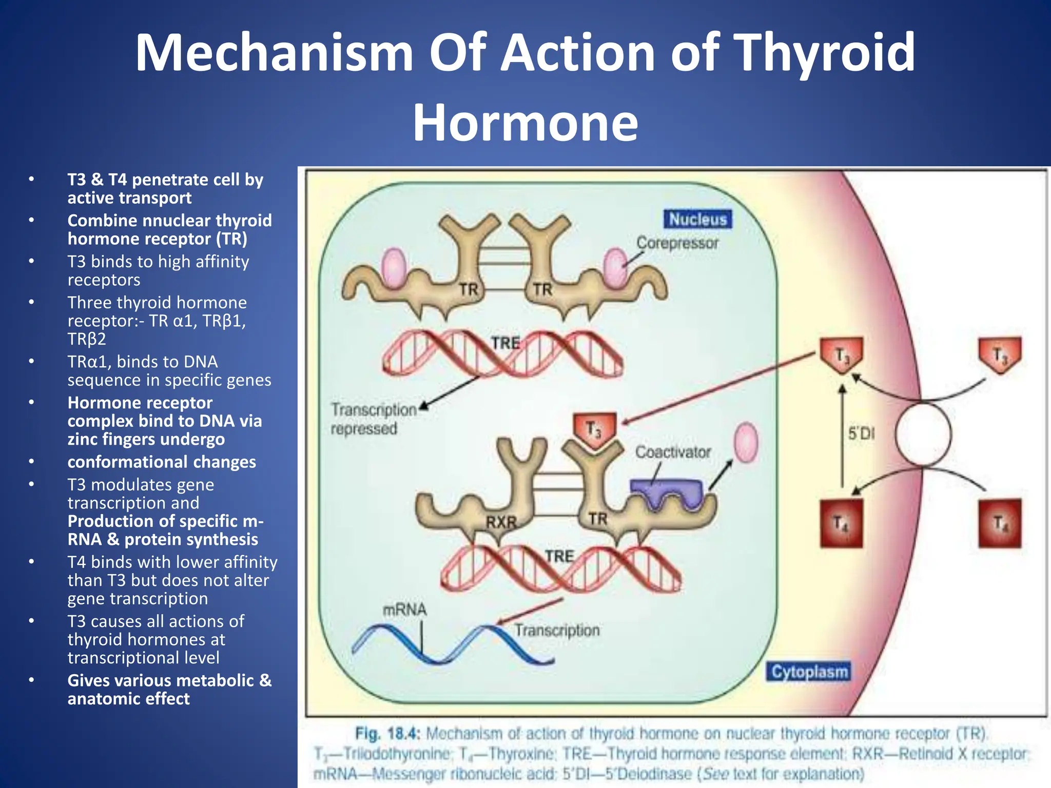 Thyroid gland pharmacology b.pharm 5th sem.pptx