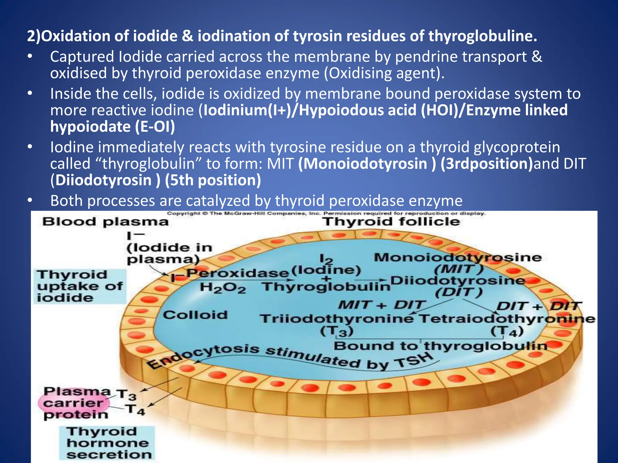 Thyroid gland pharmacology b.pharm 5th sem.pptx