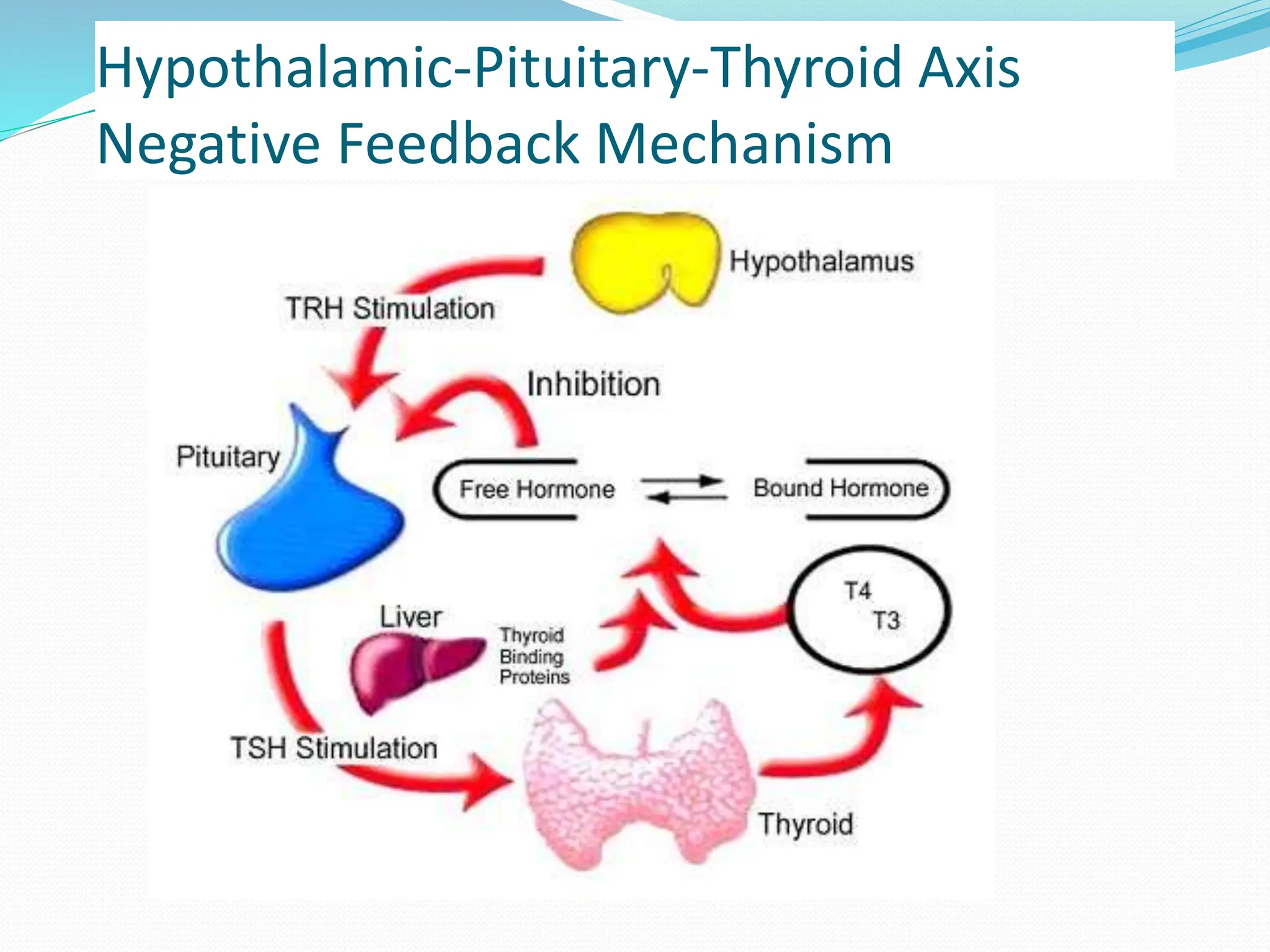 Thyroid Gland Physiology And Disorders.pptx