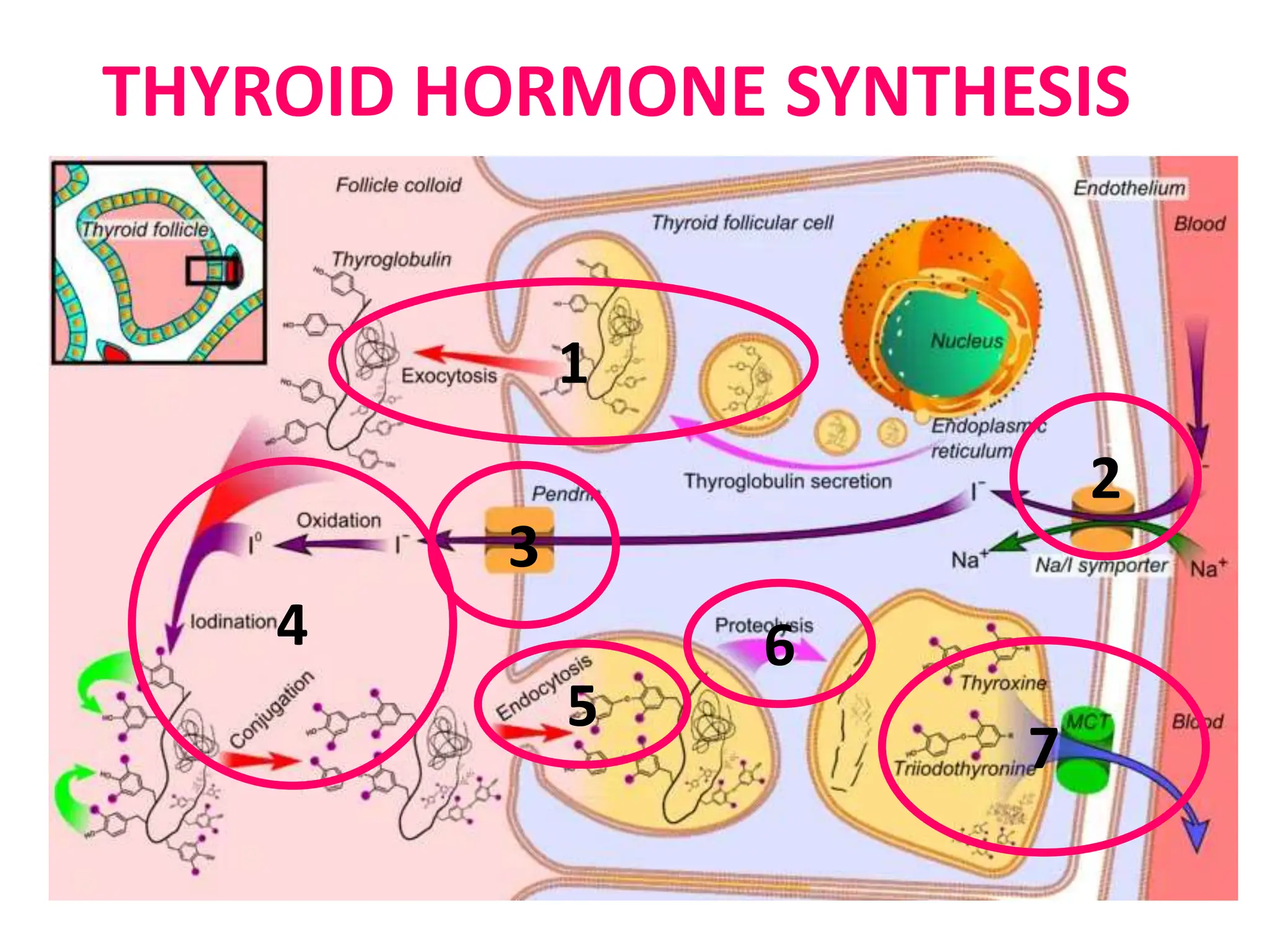 Thyroid Gland Physiology Pathology Drugs Pptx