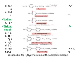 Thyroid gland_ Physiology_pathology_drugs.pptx