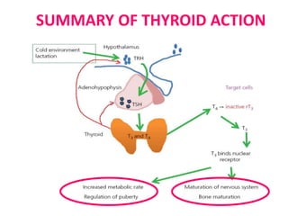 Thyroid gland_ Physiology_pathology_drugs.pptx