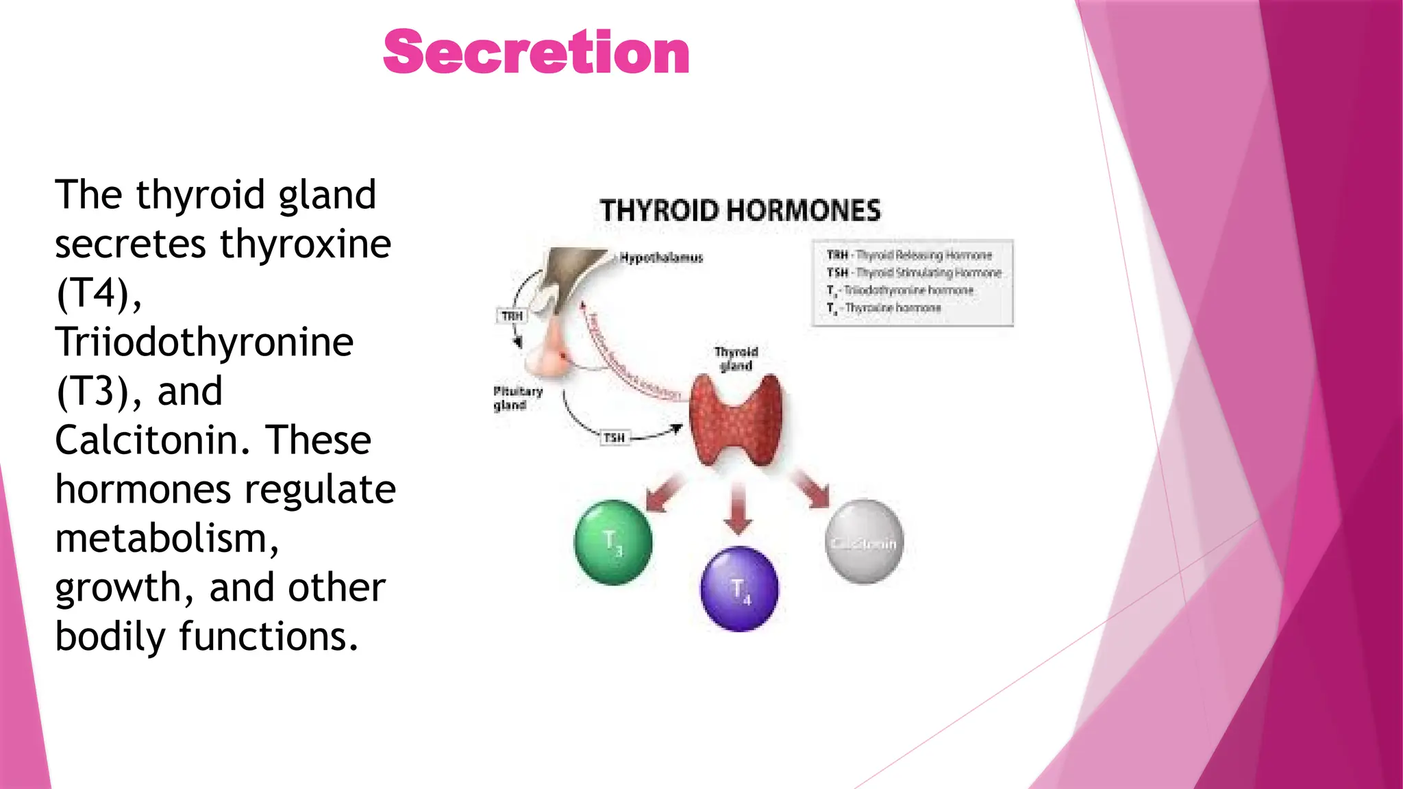 Thyroid gland ppt.pptx 1 :introduction 2: associated organ 3: secretion 4: transportation 5 ...