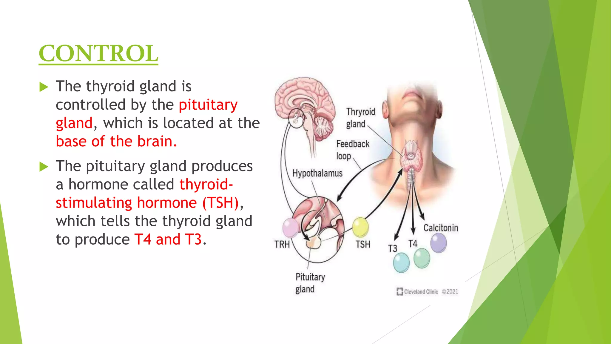 THYROID GLAND PRASENTATION BY A7 STARK 🐝 Less ☀️.pptx