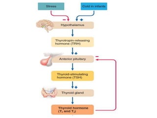 Thyroid gland regulation | PPT