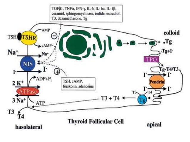 Thyroid gland regulation | PPT | Thyroid Disorders | Endocrine and ...