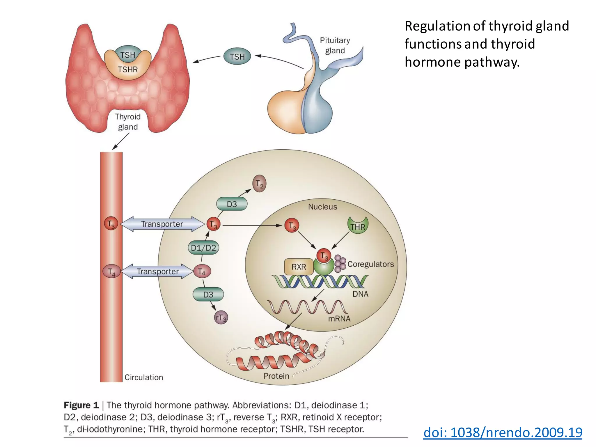 Thyroid glands 01 | PDF