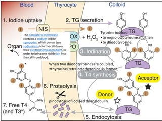 Thyroid glands 01 | PDF