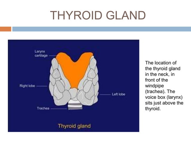 Thyroid Glands | PPT