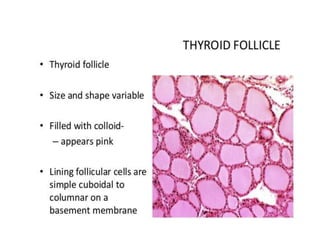 Thyroid gland structure and function | PPTX