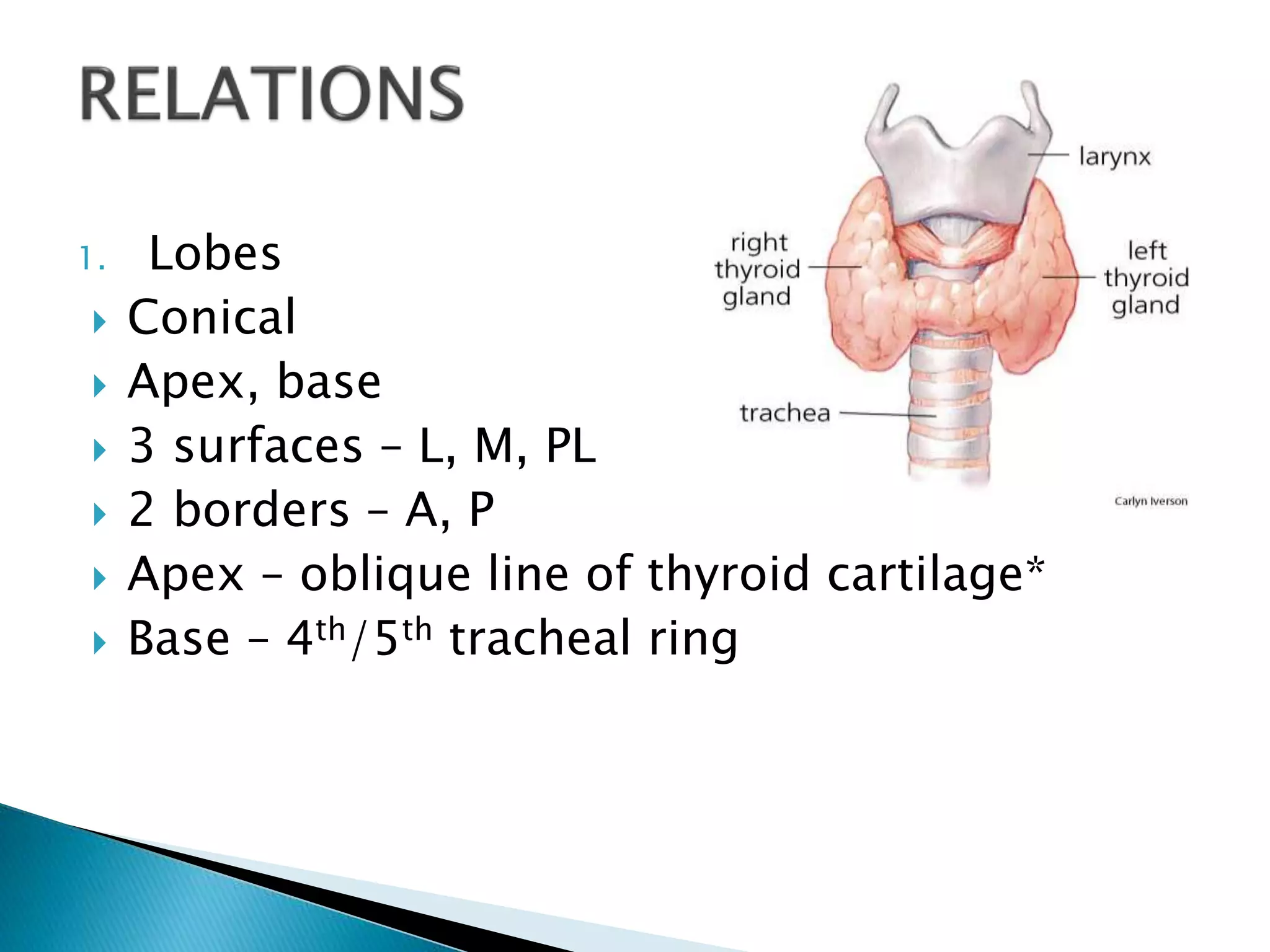 Thyroid gland surgical anatomy | PPTX