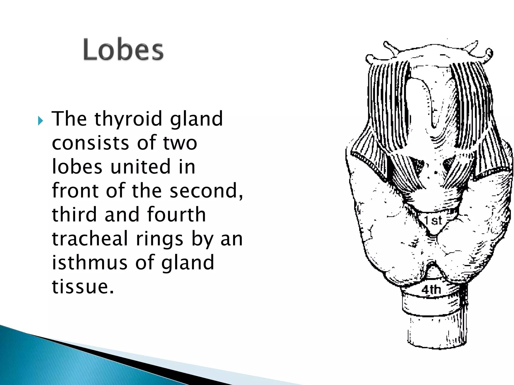Thyroid gland surgical anatomy | PPTX