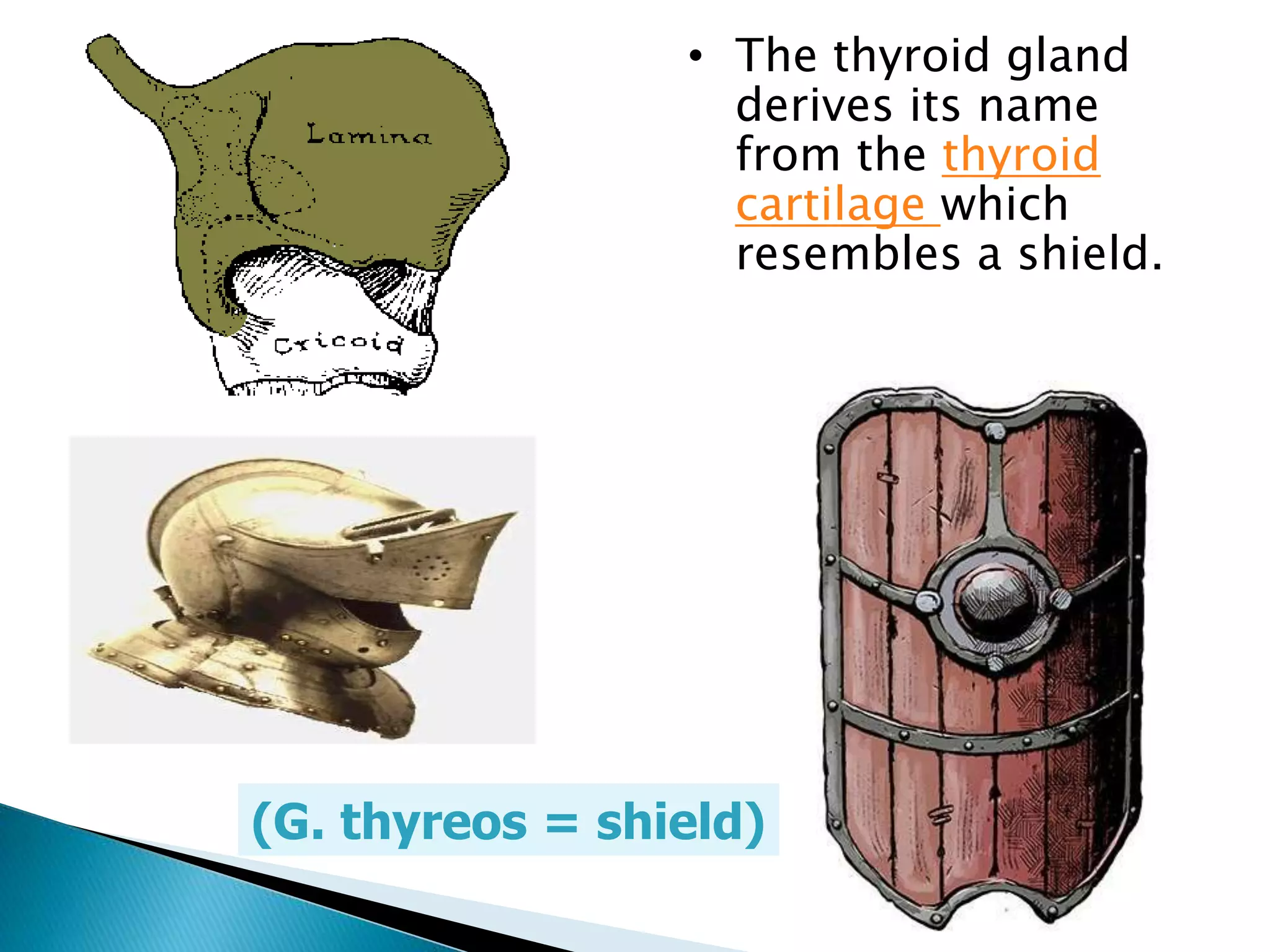 Thyroid gland surgical anatomy | PPTX