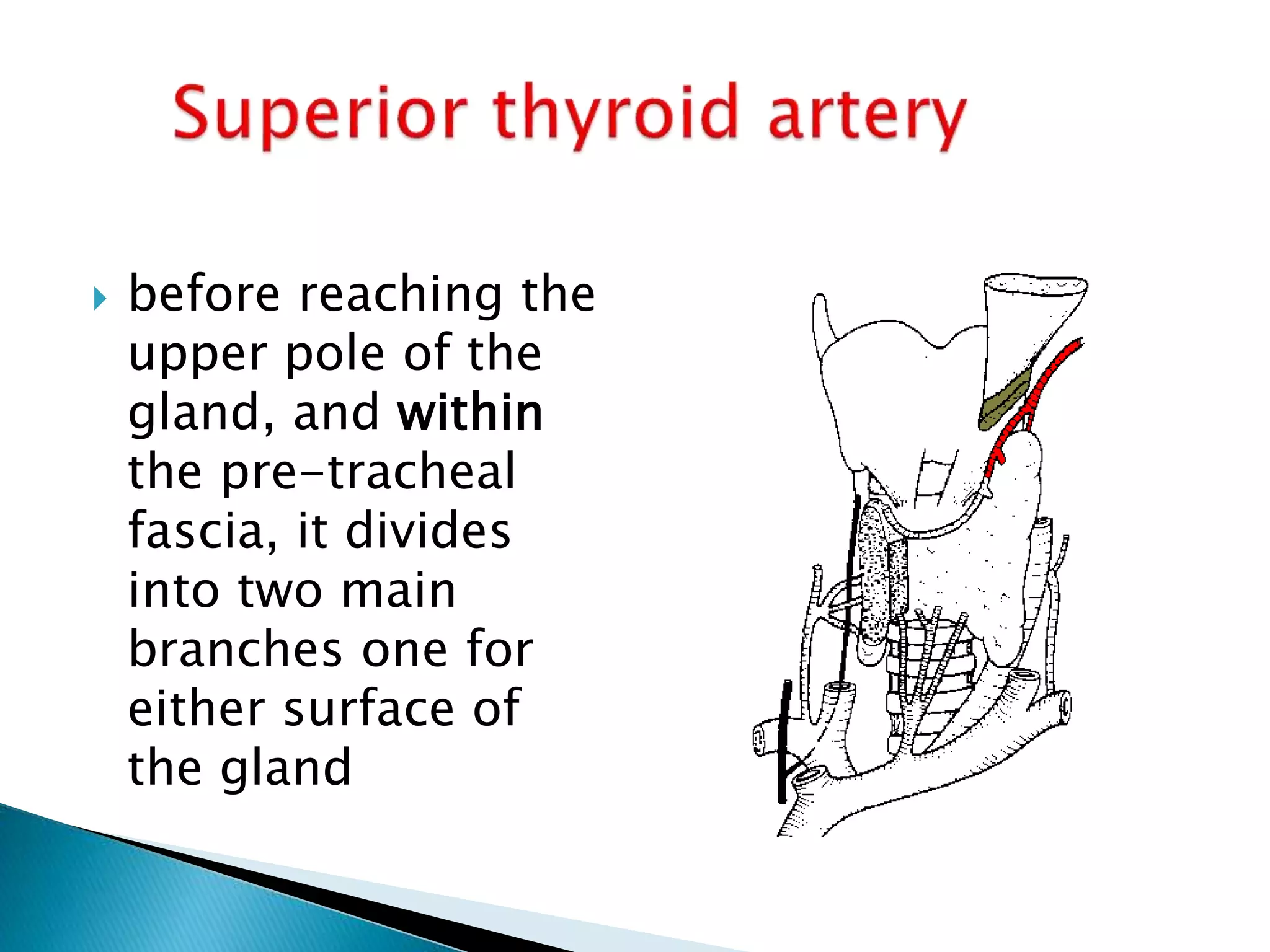 Thyroid gland surgical anatomy | PPTX
