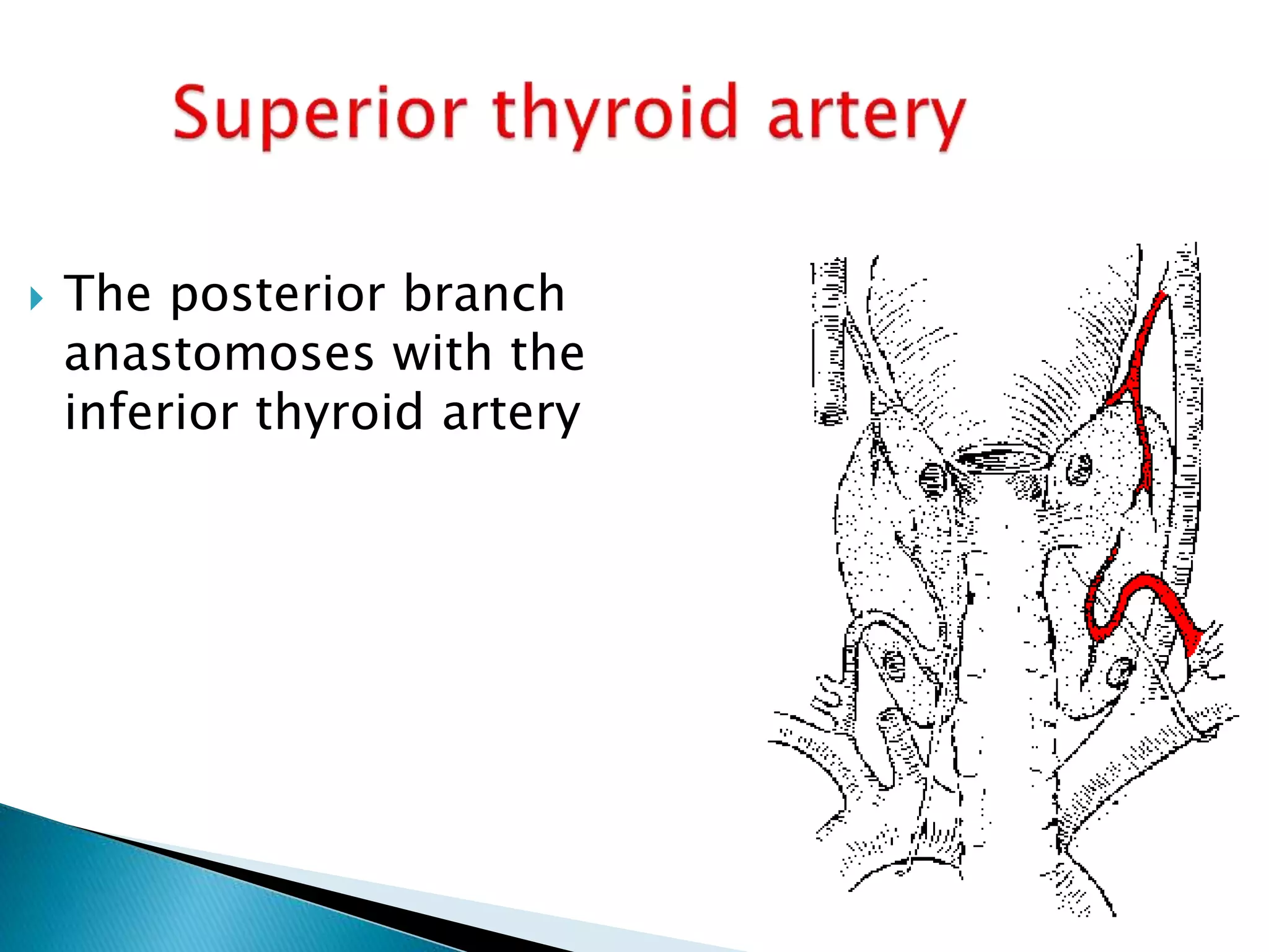 Thyroid gland surgical anatomy | PPTX