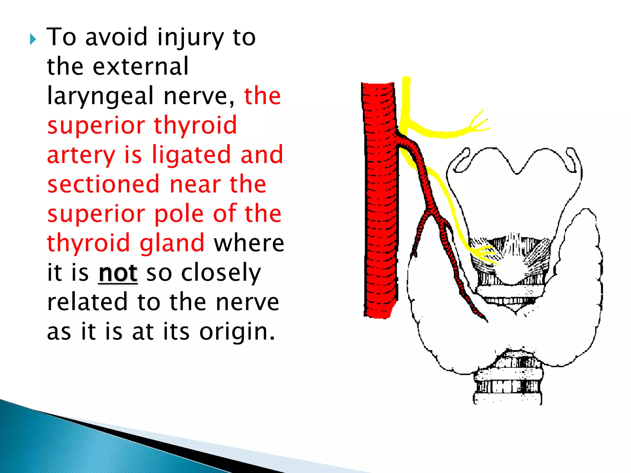Thyroid gland surgical anatomy | PPTX
