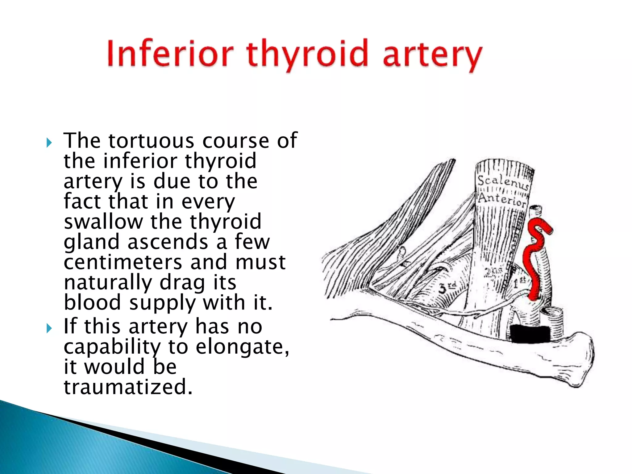 Thyroid gland surgical anatomy | PPTX