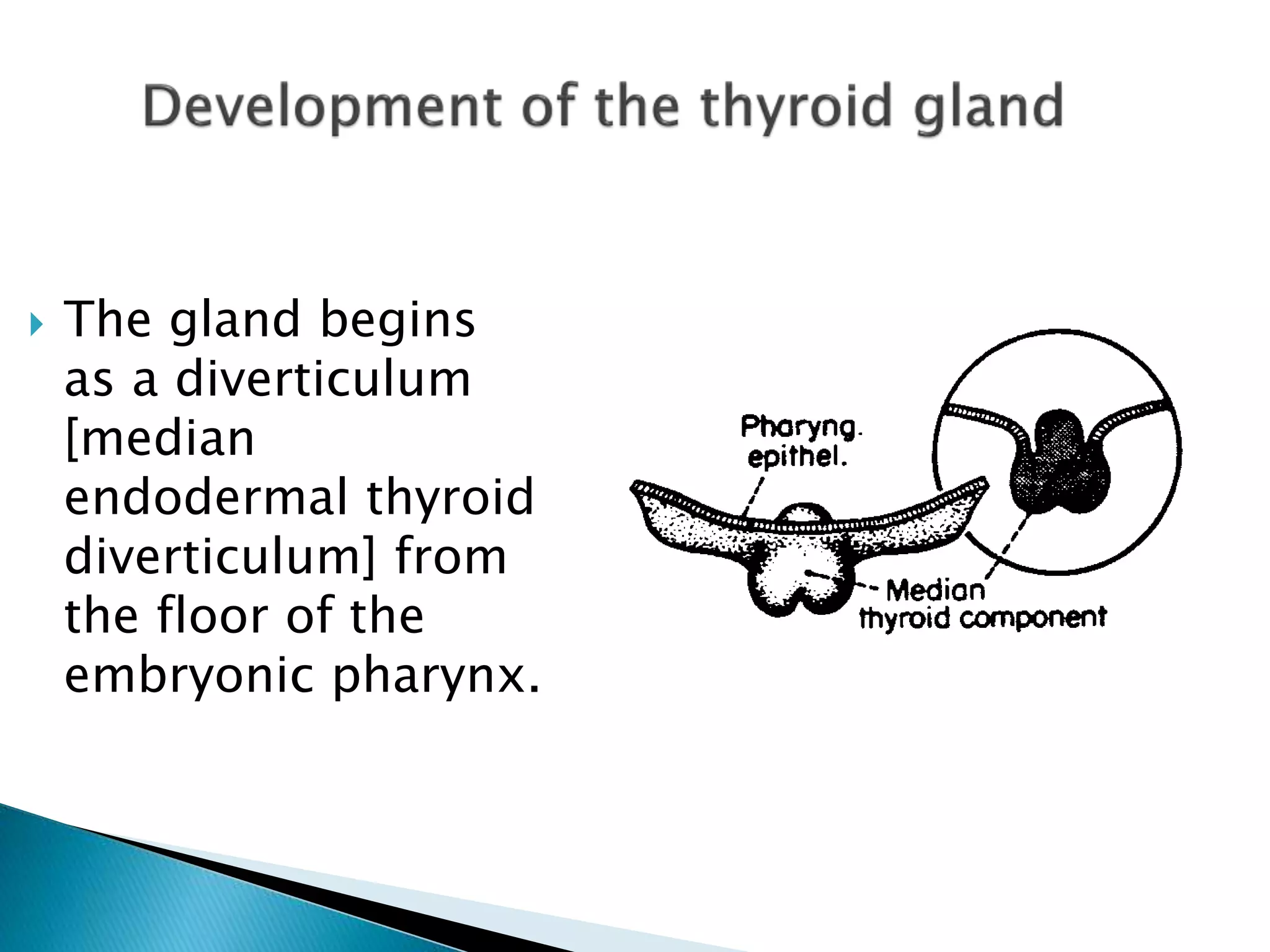 Thyroid gland surgical anatomy | PPTX