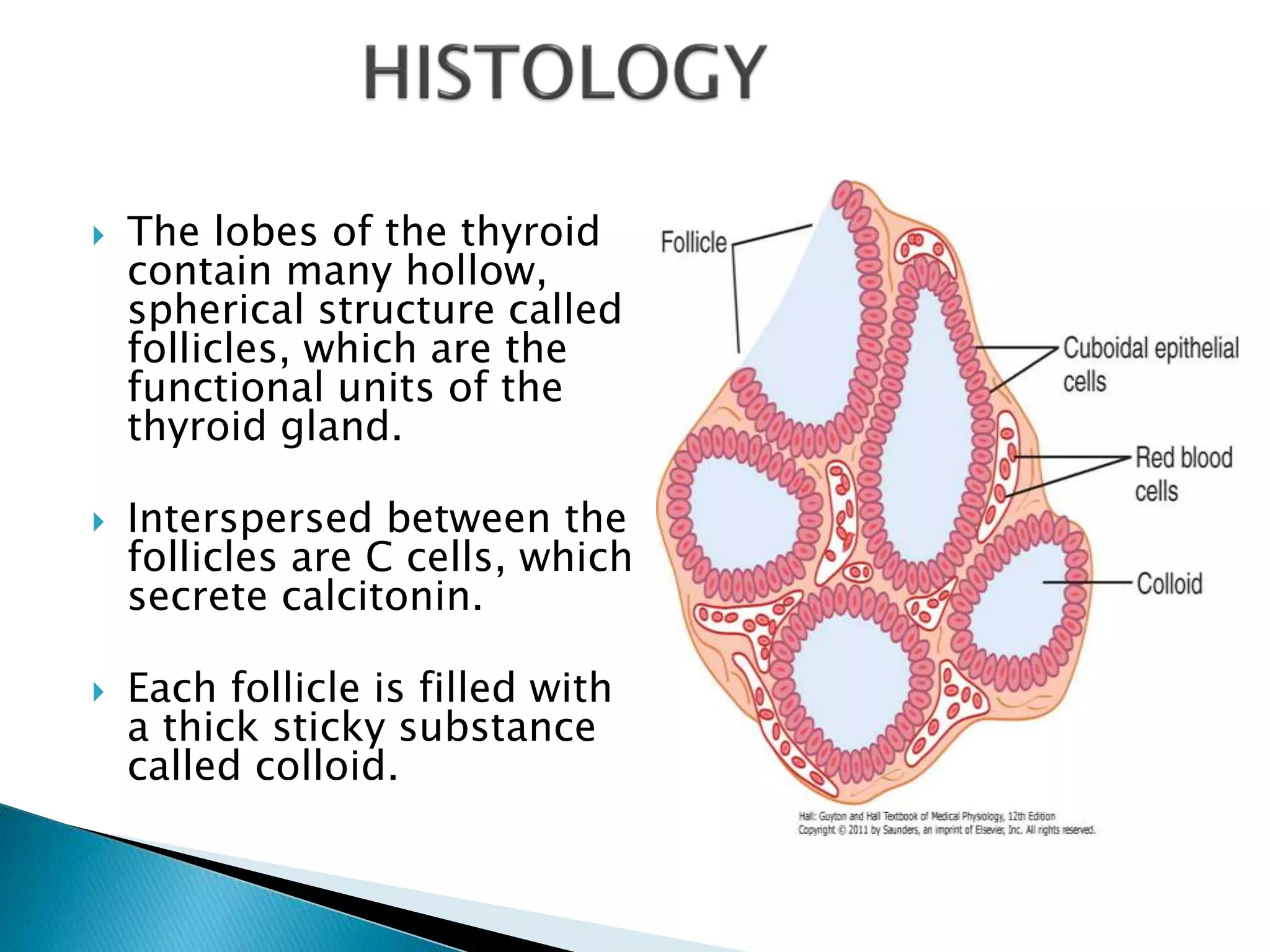 Thyroid gland surgical anatomy | PPTX