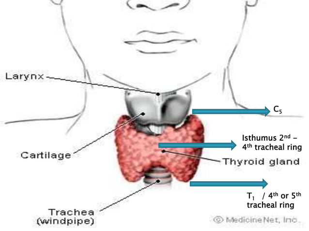 Thyroid gland surgical anatomy | PPTX