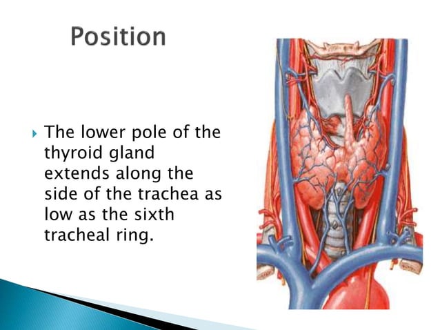 Thyroid gland surgical anatomy | PPTX