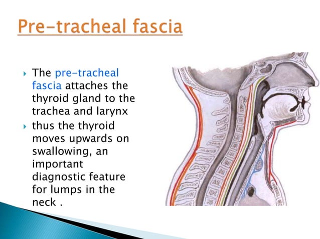 Thyroid gland surgical anatomy | PPTX